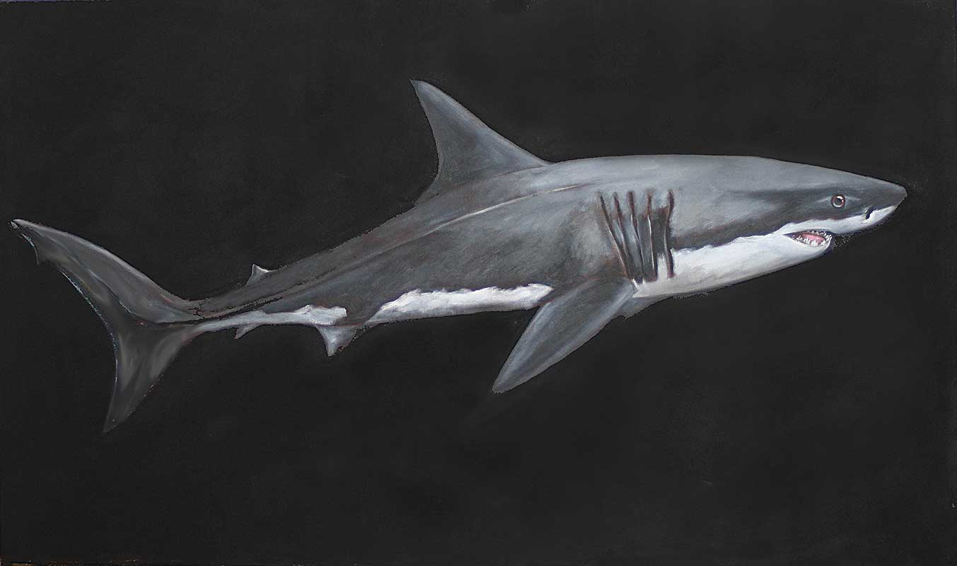 Tobias Emskötter - Weißer Hai - Galerie Zimmermann und Heitmann